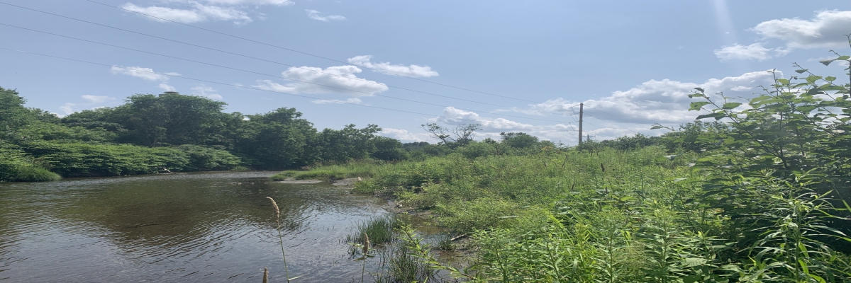 Dog River Park